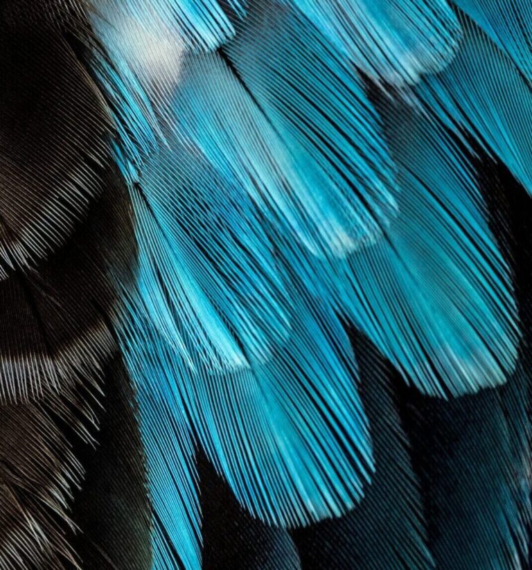 Portland Review - Prose, Poetry, and Art since 1956